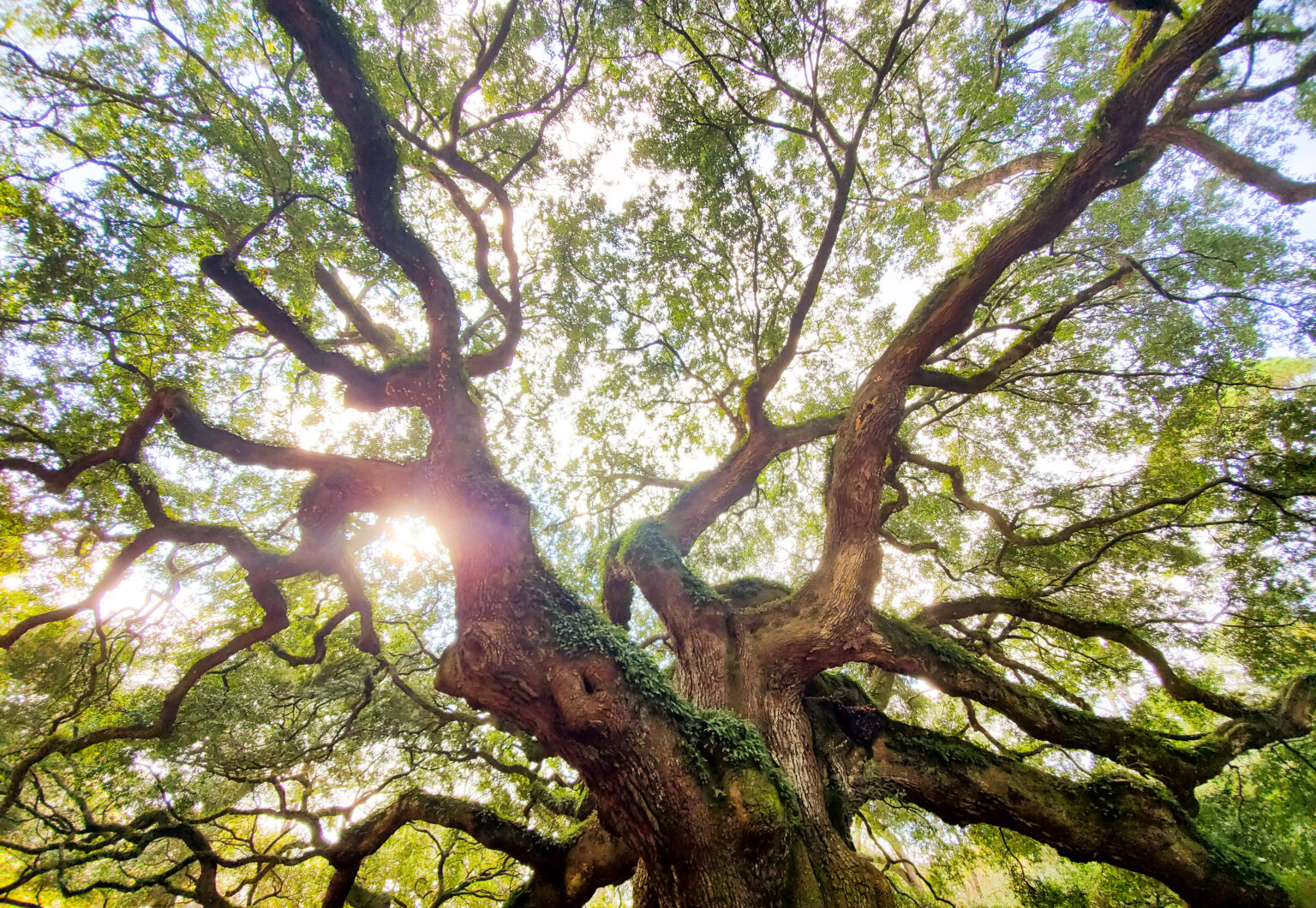 Which Native Trees Grow Best in Dallas and How to Care for Them ...